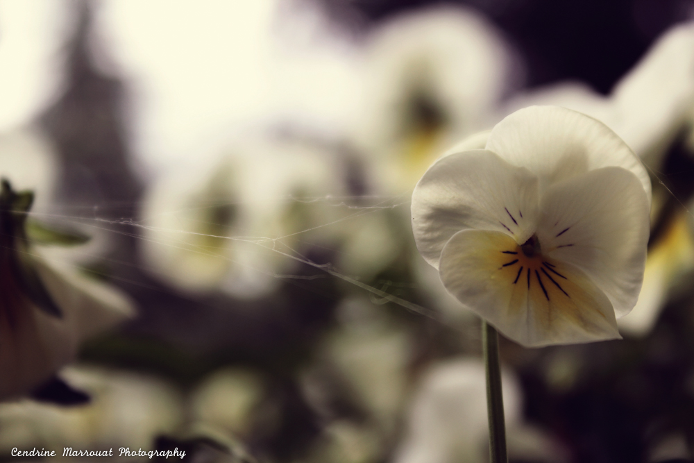From the archives: Ariadne’s thread | Cendrine Marrouat - Artist